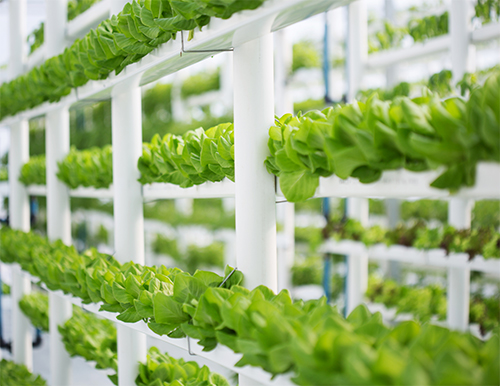 Goodson Farms - Royal Food Service